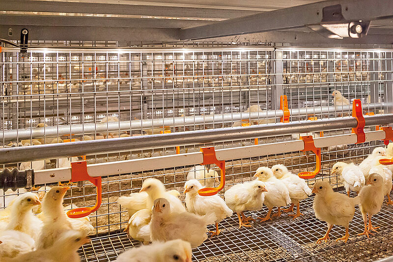 Stockyard Industries | Australia's Largest Supplier of Pig & Poultry ...